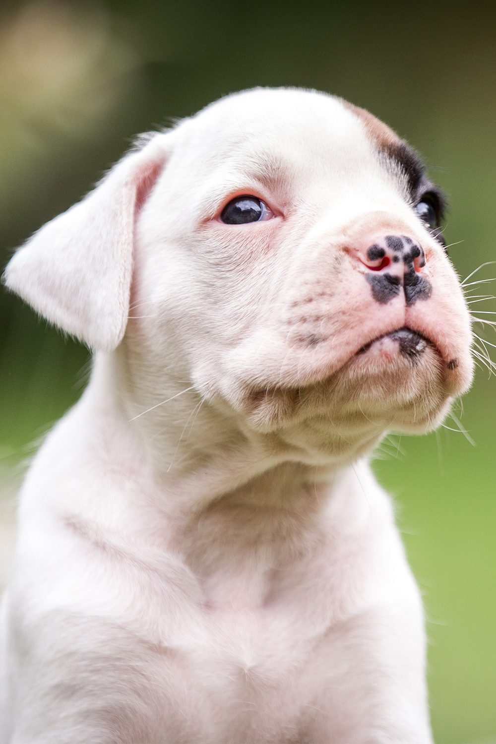 Boxer Puppies (25 Beautiful Boxer Babies) - Talk to Dogs