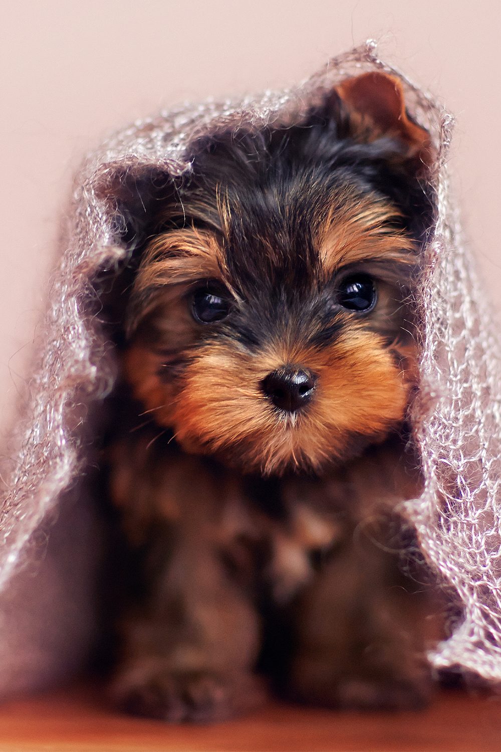 25 Yorkshire Terrier Dogs - Talk to Dogs