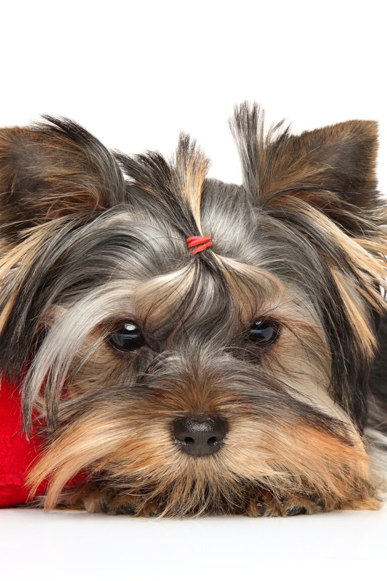 25 Yorkshire Terrier Dogs - Talk to Dogs