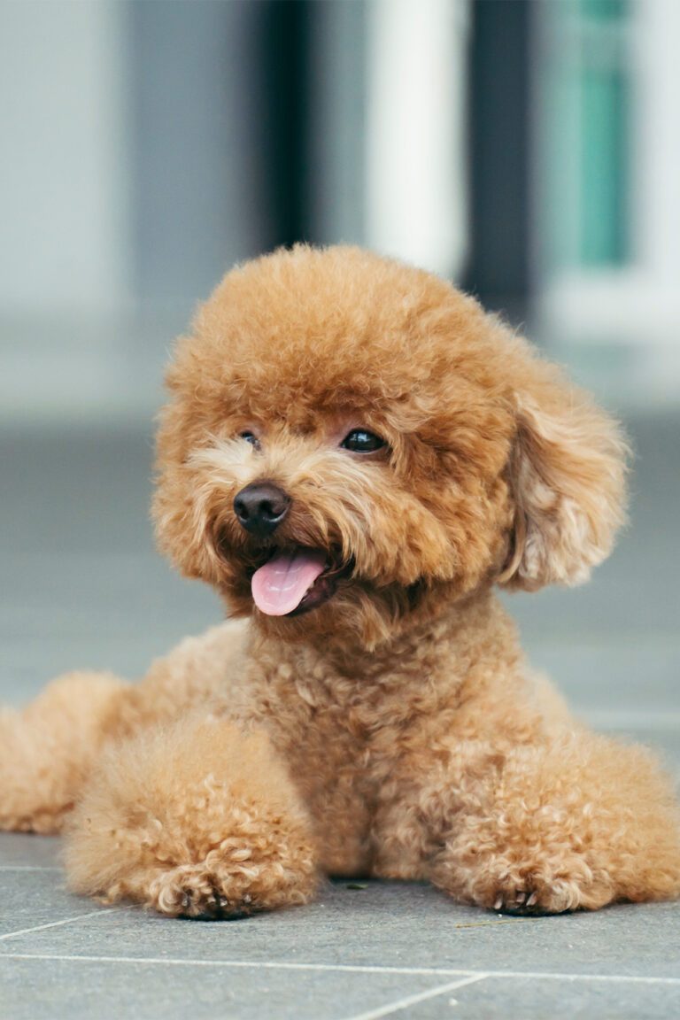 Poodle Puppies (20+ Perfect Pups) - Talk to Dogs