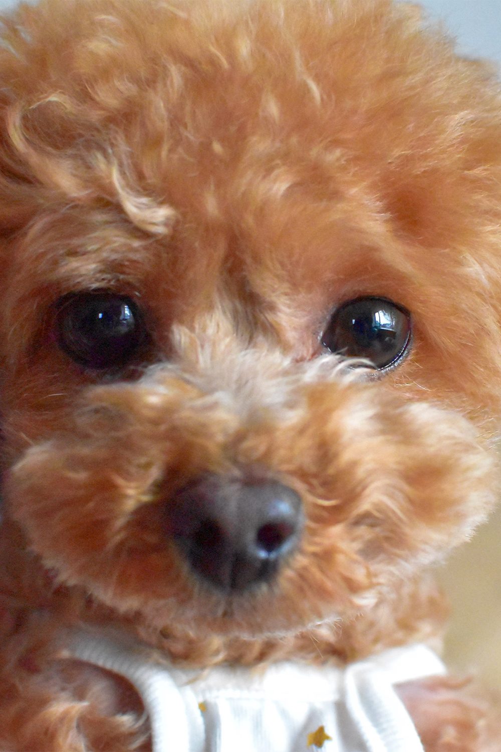 Poodle Puppies (20+ Perfect Pups) - Talk to Dogs