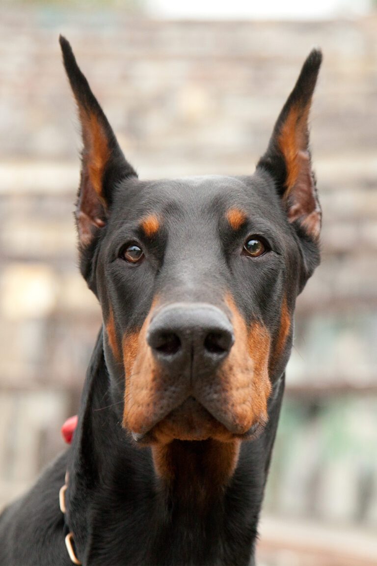 Doberman Pinschers (26 Loyal Dogs) - Talk to Dogs