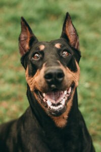 Doberman Pinschers (26 Loyal Dogs) - Talk to Dogs