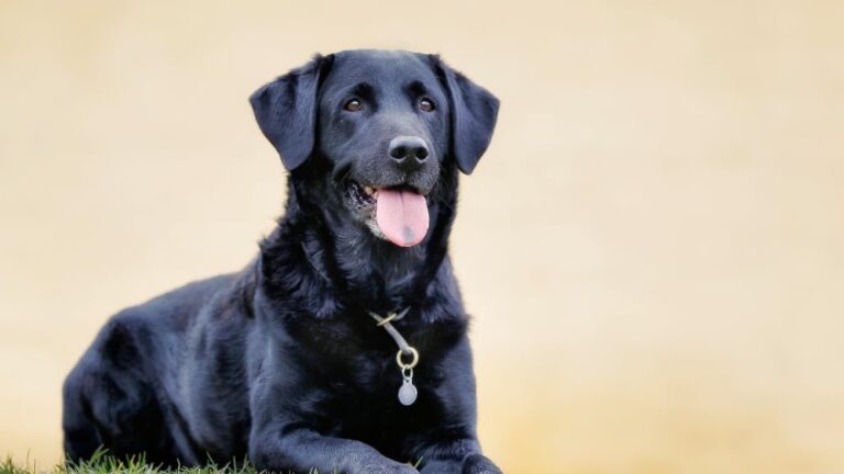 Labrador Retriever Dogs (25 Loyal Fun Dogs) - Talk to Dogs