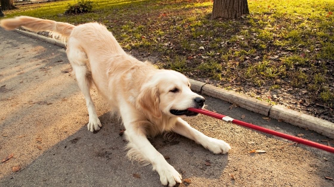Why Does My Golden Retriever Attack Other Dogs: Reasons and Solutions ...