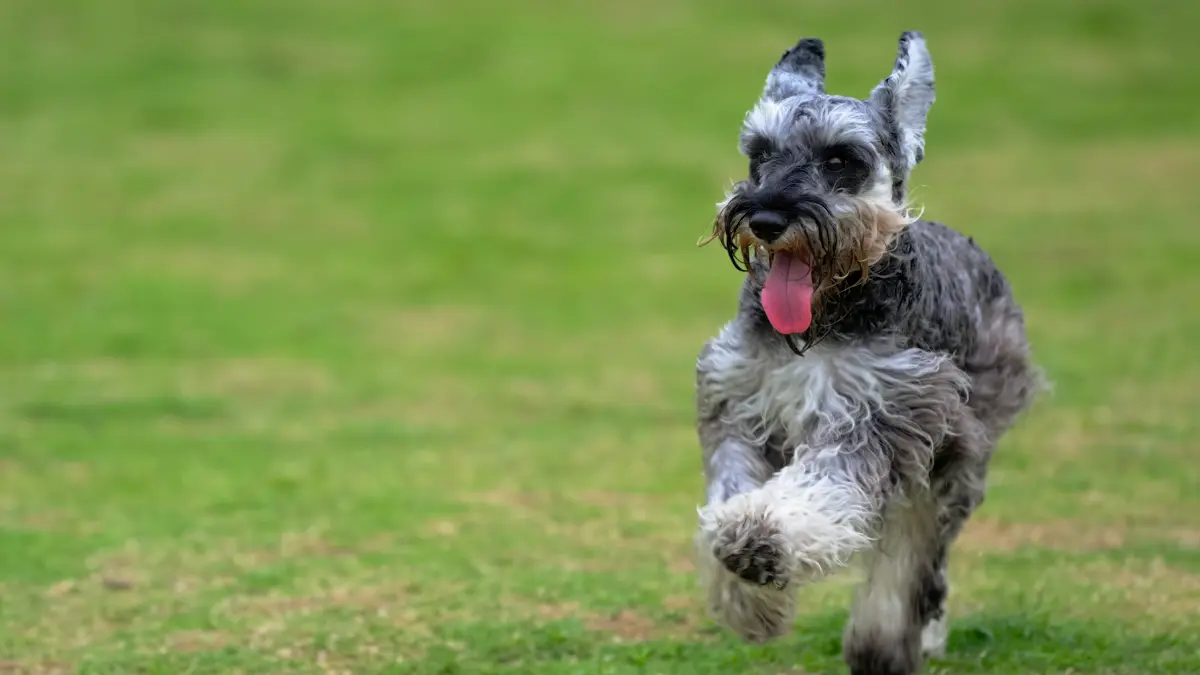 Miniature Schnauzer – Smart and Obedient - Talk to Dogs