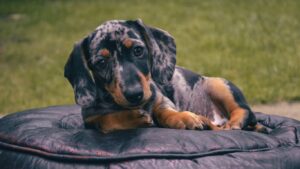 Dapple Dachshund: Breed Facts & Care Guide - Talk to Dogs