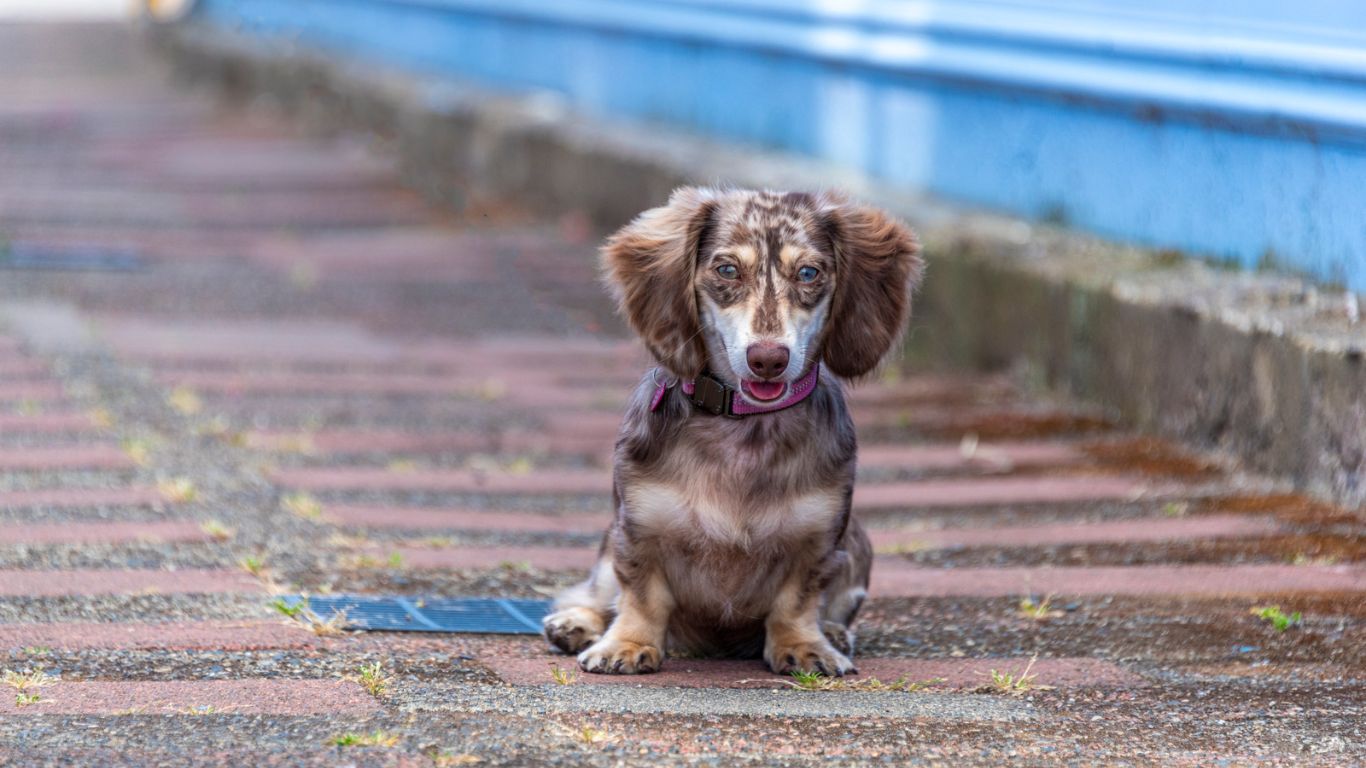 Dapple Dachshund: Breed Facts & Care Guide - Talk to Dogs
