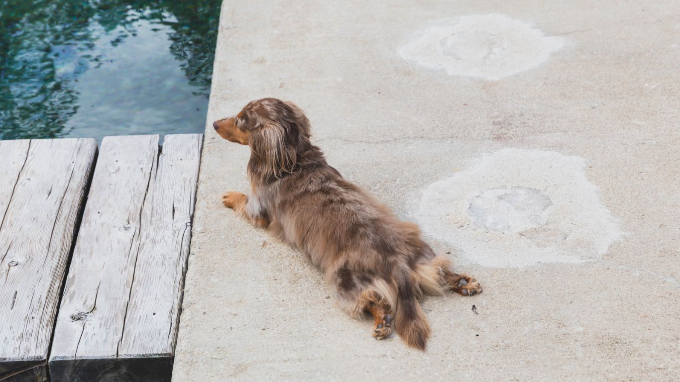 Dapple Dachshund: Breed Facts & Care Guide - Talk to Dogs