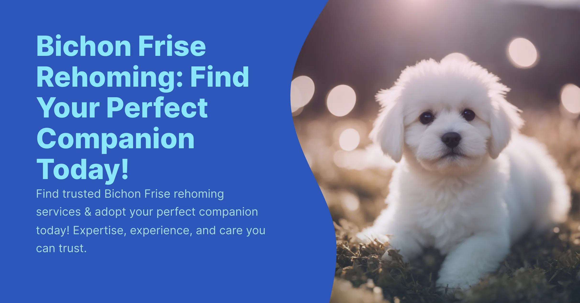 Bichon Frise Rehoming: Find Your Perfect Companion Today! - Talk to Dogs