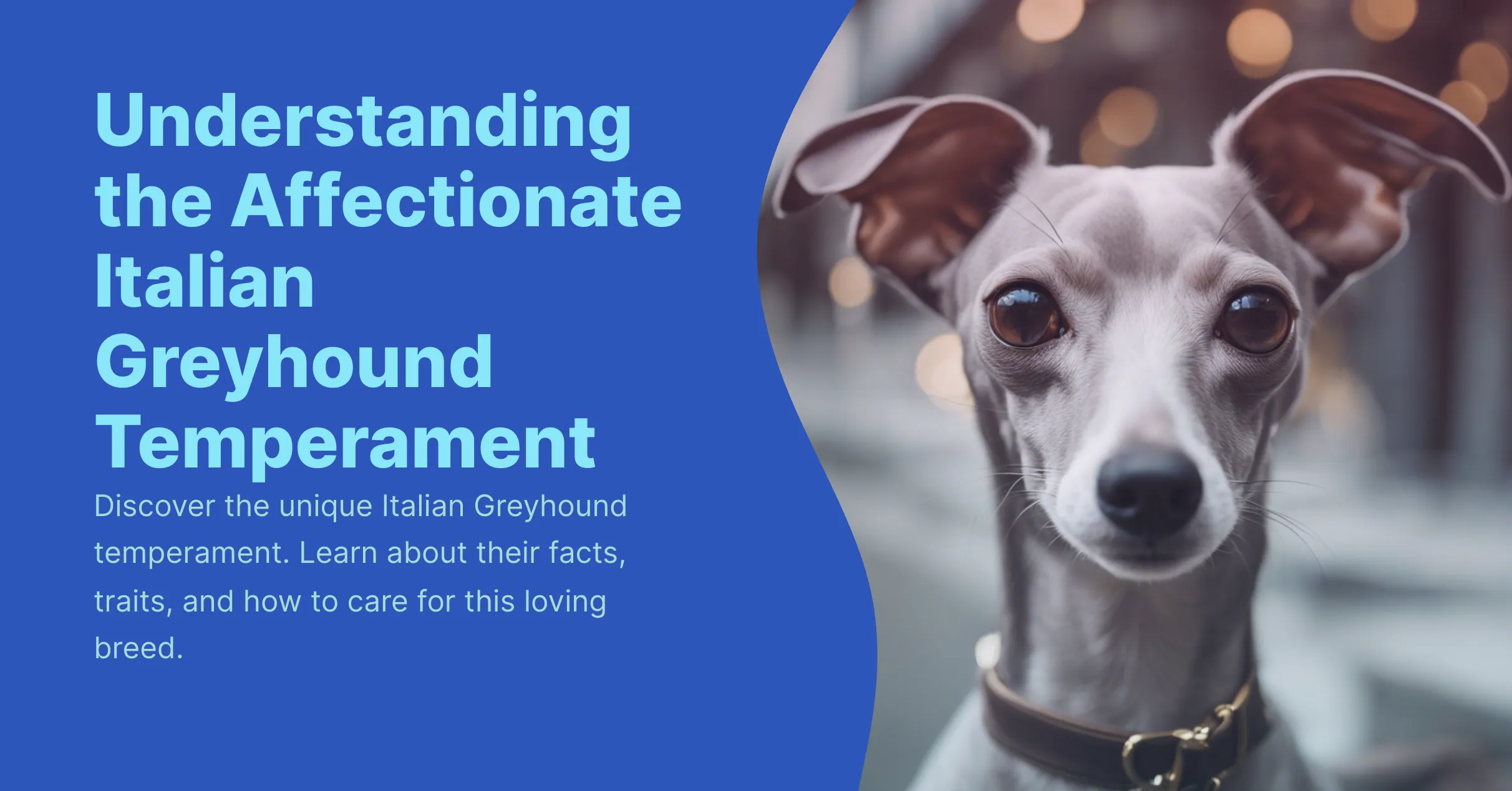 Understanding the Gentle and Affectionate Italian Greyhound Temperament ...